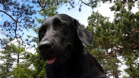 Labrador Ten Oakes Lilly Added Labrador Ten Oakes Lilly