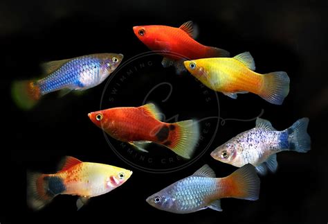 5 Assorted Platy Xiphophorus Maculatus Live Tropical Freshwater