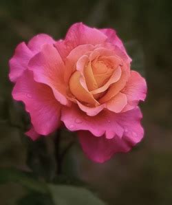 Flower Love On Tumblr