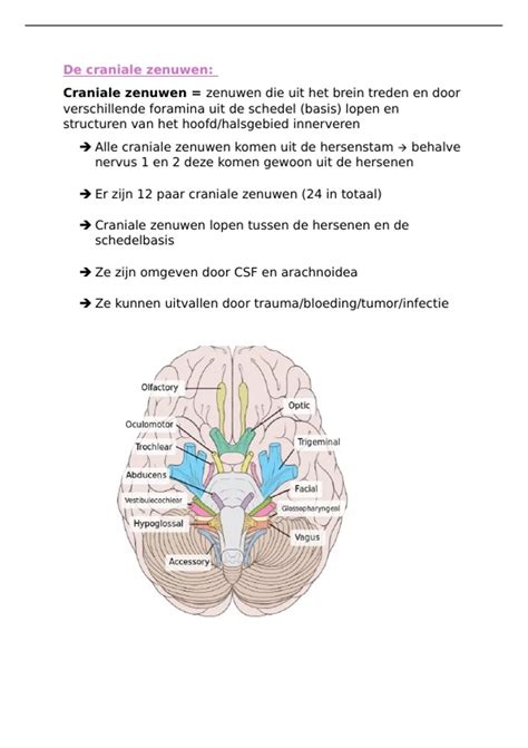 Samenvatting Neuroanatomie De Craniale Zenuwen Neurowetenschappen