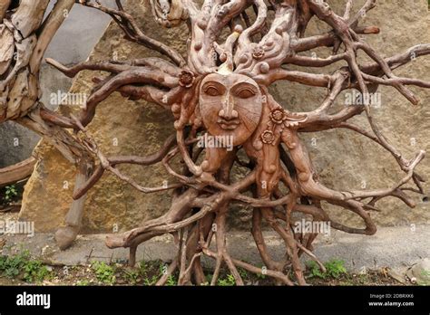 Sun With Face Made Of Tree Root Wooden Decoration Dried Fibrous Roots That Spread Beautifully