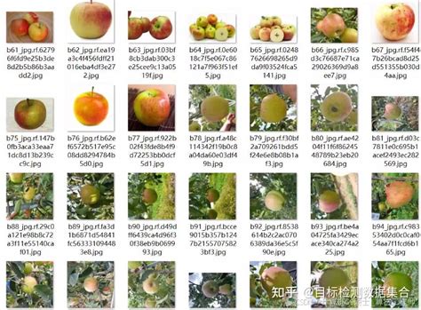 如何使用yolov8进行目标检测识别苹果成熟度数据集检测并对苹果腐烂数据集进行检测 4类yolo格式苹果数据集 知乎