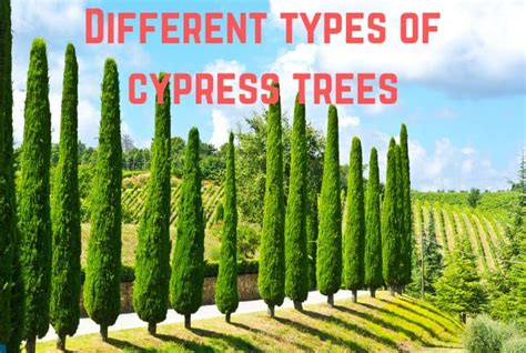 13 Different Types Of Cypress Trees You Must Know Conserve Energy Future