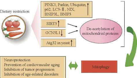 Figure 2 From Role Of Mitophagy In The Hallmarks Of Aging Semantic