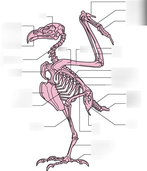Bird Bones Diagram Quizlet
