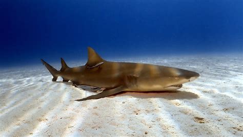 Requin Citron Negaprion Brevirostris Bioobs
