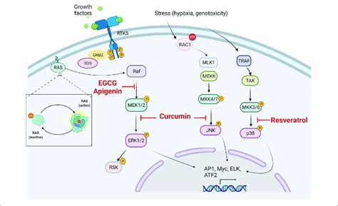 Potential Sites Of Inhibitory Actions Of Polyphenols In Mapk