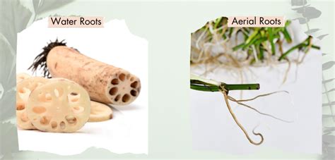 The Parts Of A Plant The Root System HerbSpeak