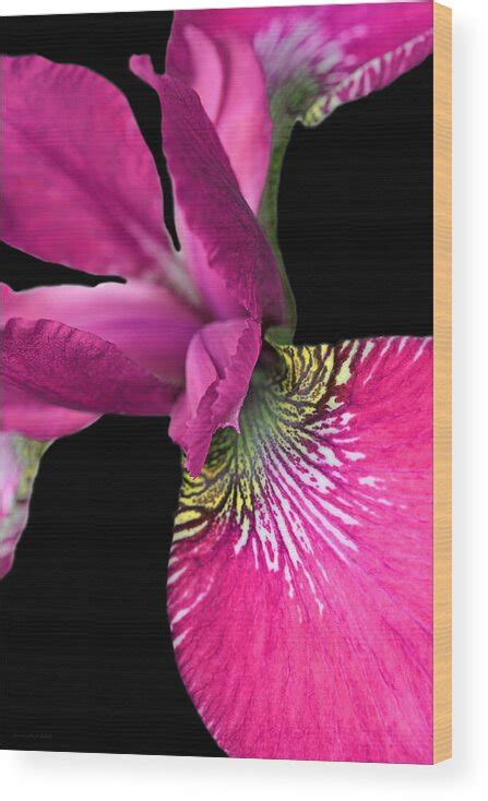 Black Japanese Iris
