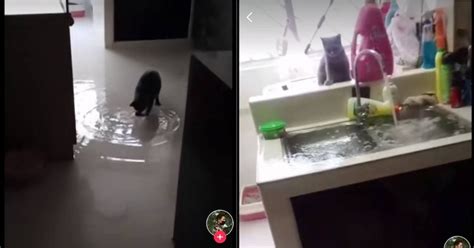 Spore Man Wakes Up To Flooded Home After Pet Cat Leaves Tap Running On
