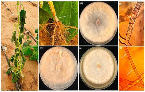 Biological Activity Of Four Trichoderma Species Confers Protection Against Rhizoctonia Solani
