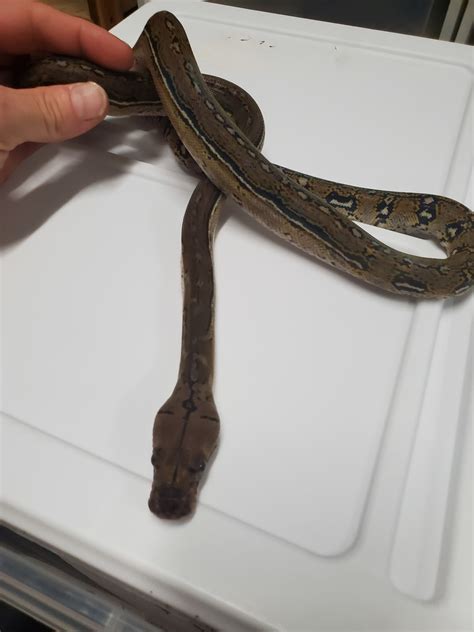 Anthrax Reticulated Python Traits Morphpedia
