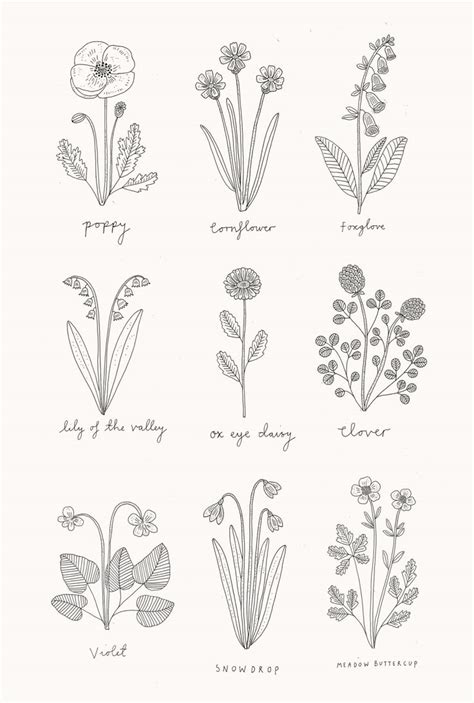 Wildflower Illustrations By Ryn Frank Easy Wildflower Drawing How To