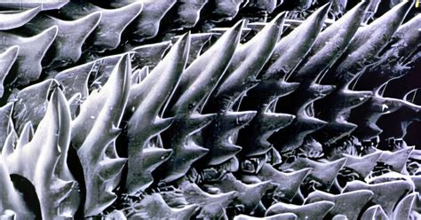 Octopus Teeth The Tiny Chainsaw Inside An Octopus Mouth Octonation