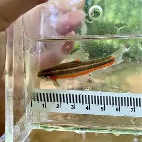 24 North American Chub Species Id Pictures Pond Informer