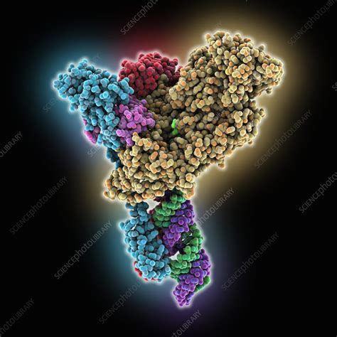 Sars Cov 2 Replication Transcription Illustration Stock Image C057 5014 Science Photo Library