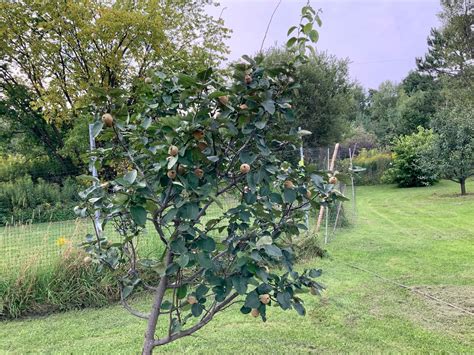 Seedling Quince And Fire Blight General Fruit Growing Growing Fruit