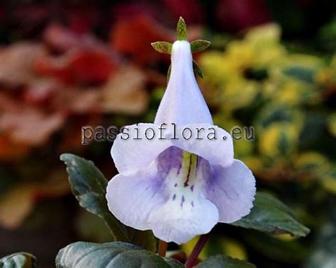 Passiofloraeu Sinningia Eumorpha