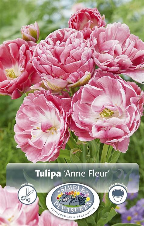 Pojengtulp Anne Fleur Sibullilled
