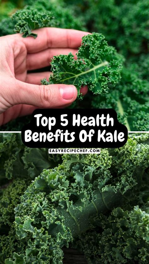 Top 5 Health Benefits Of Eating Kale