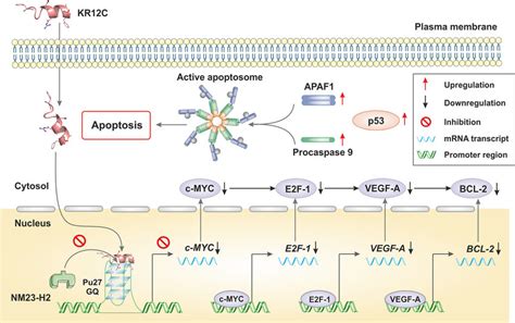 Schematic Representation Showing Selective Quadruplex Interaction At Download Scientific