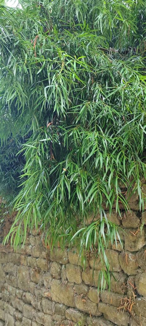 How To Propagate Podocarpus Salignus Propagate One