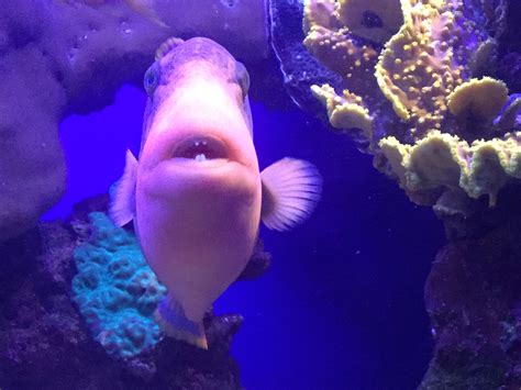 Fish With Buck Teeth A Fascinating Dive Into Unique Aquatic Creatures