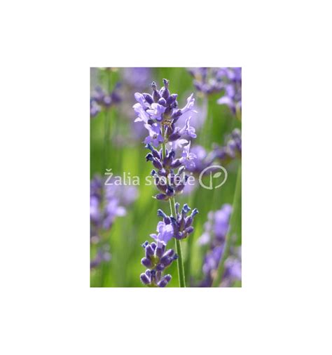 Levanda Zaliastotelelt