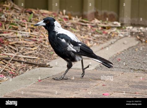 The Magpie Is A Black And White Bird That Is Common To Australia Stock