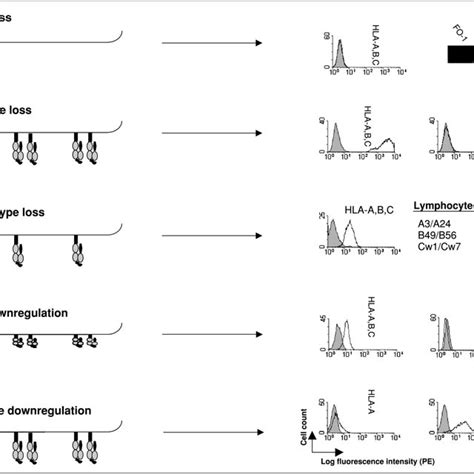 Abnormal HLA Class I Antigen Phenotypes Identified In Malignant Cells Download Scientific