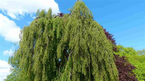 Beech Tree Description Types And Care Tips