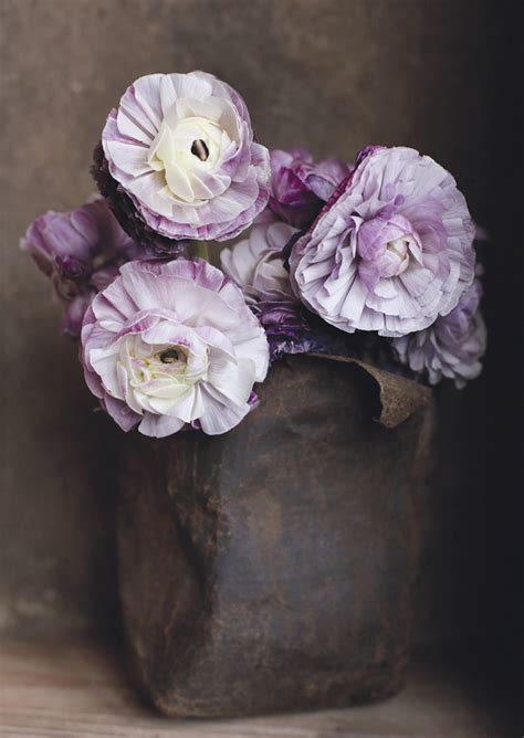 Das Blumenm Dchen Ultraviolet Darling