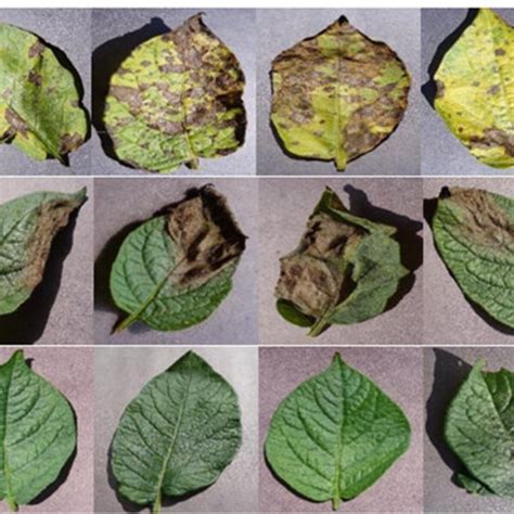 Potato Leaf Disease Dataset Kaggle