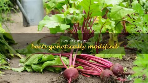 Exploring The Genetic Modification Of Sugar Beets What You Need To
