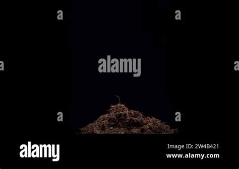 Bean Seed On Soil Stock Videos And Footage Hd And 4k Video Clips Alamy