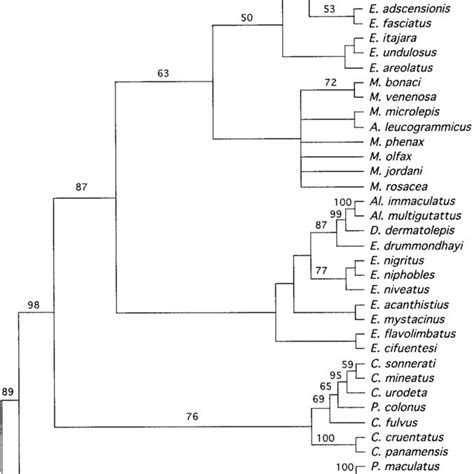 Strict Consensus Of 18 Most Parsimonious Trees Depicting Phylogenetic