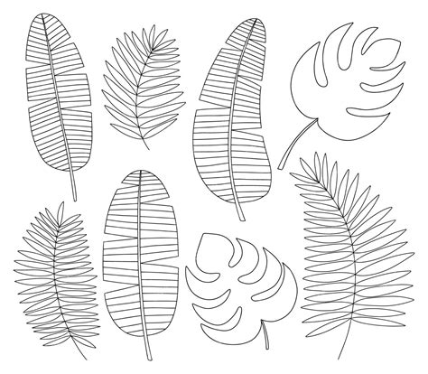 Contorno De Hojas De Plantas Tropicales Vector Dibujado A Mano
