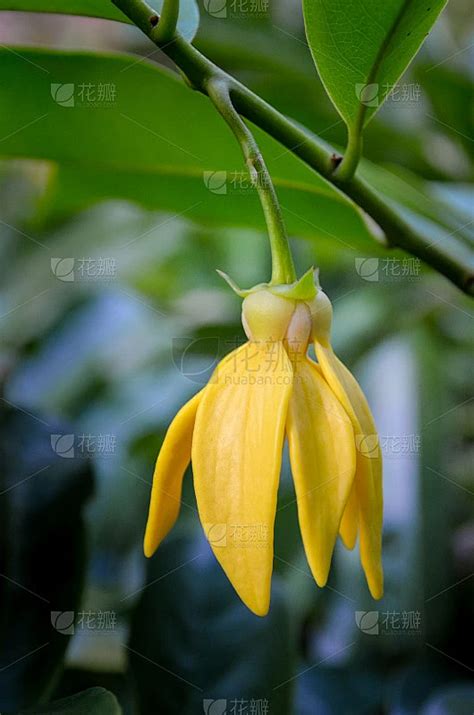 依兰树盛开的花素材 花瓣网