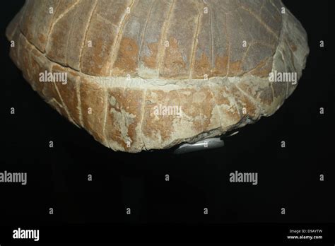 Fossil Of A Tortoise It Is Only The Bony Shell Of This Fossil Tortoise Which Remains The