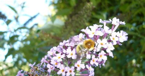 Leon Le Bourdon Toujours La Geo Fr