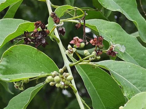 Santalum Album Plant Seeds Heirloom Non Gmo Seeds For Aromatic Garde
