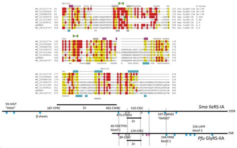 Similarity Of Class I And Class Ii Aars Enzymes Is Indicated A Partial