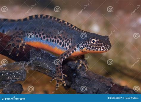 Closeup On A Colorful Blue Male Alpine Newt Ichthyosaura Alpestris