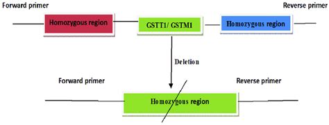 GST Gene GST Gene And Locations Of The Primers Download Scientific Diagram