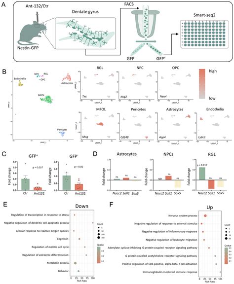 Single Cell Transcriptomic Profiling Of The Adult Neurogenic Niche To