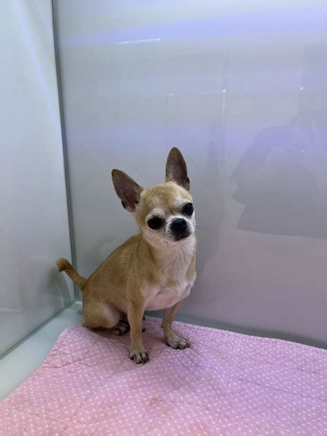 단모치와와 장군 푸숑책임분양 노르웨이숲책임분양 데본렉스책임분양 뱅갈책임분양 샴책임분양 셀커크렉스책임분양 스핑크스책임분양 아메리칸숏헤어책임분양 아메리칸컬책임분양 아비시니안책임