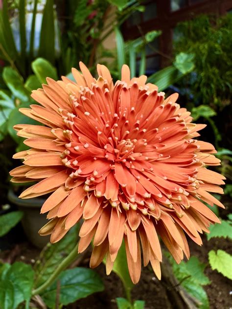 Testing The Macro Mode 14 Pro Max Macro 1x Slightly Touched With Photos Built In Editor R Testing The Macro Mode 14 Pro Max Macro 1x Slightly Touched With Photos Built In Editor R