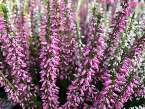 Calluna Vulgaris Flower