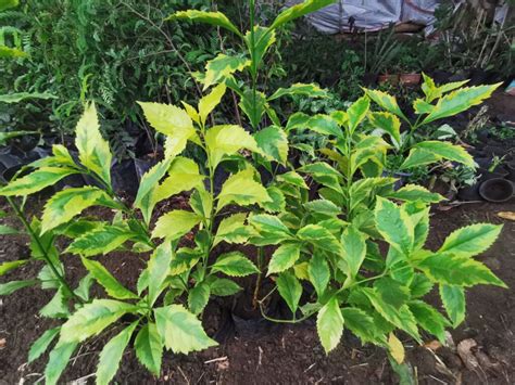 5 نباتات دورانتا Duranta مزرقشىة باللون الأصفر جاهزة للزراعة مباشرة في اصيص أو في الحديقة