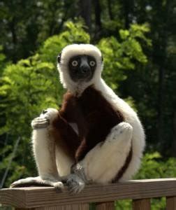 Zoboomafoo Star Jovian The Lemur Dies
